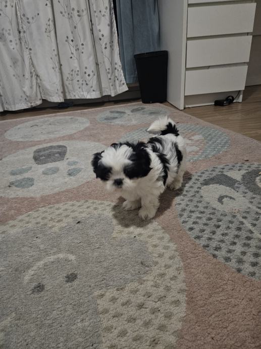 SHIH-TZU SHIH TZU SHI-TZU SHI TZU MINI ŠTENCI DOSTAVA ZG ZD ST RI PU