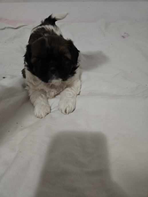 SHIH-TZU SHIH TZU SHI-TZU SHI TZU MINI ŠTENCI DOSTAVA ZG ZD ST RI PU