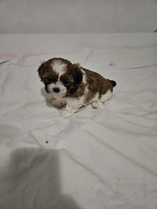 SHIH-TZU SHIH TZU SHI-TZU SHI TZU MINI ŠTENCI DOSTAVA ZG ZD ST RI PU