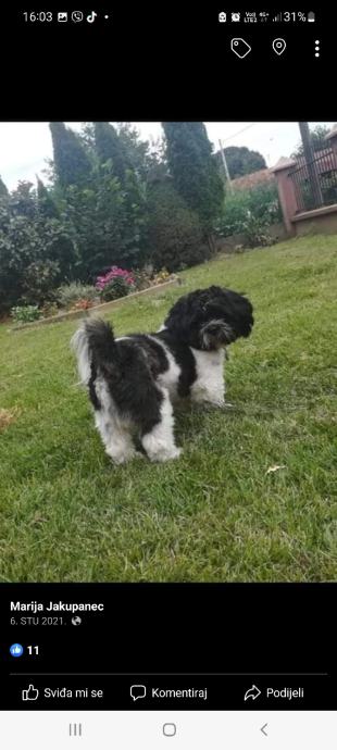 Shih Tzu ,Shitzu,shi-tzu štenci