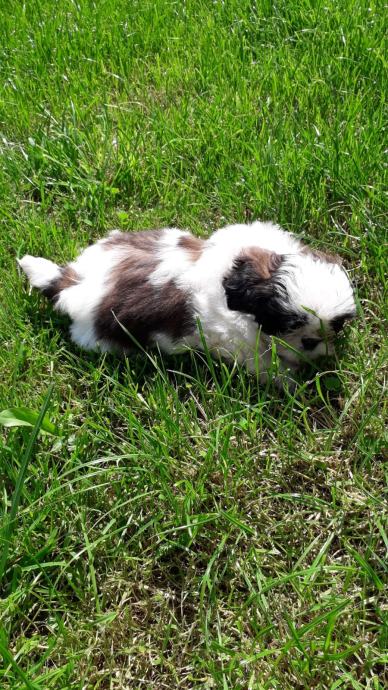 Shih tzu, šicu štenci, shi tzu, shih tzu štenci