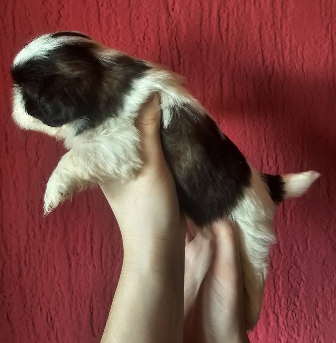 Shi tzu,šicu,shith tzu,shi tzu štenci