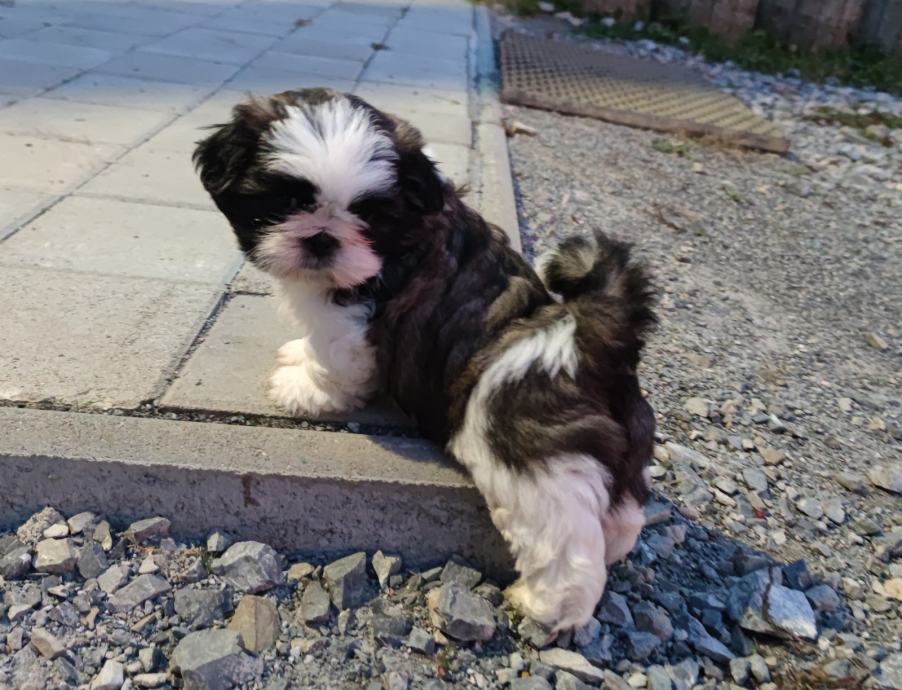 Shih tzu