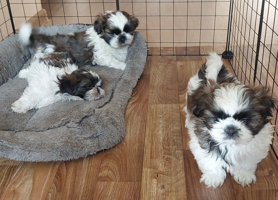 shih tzu