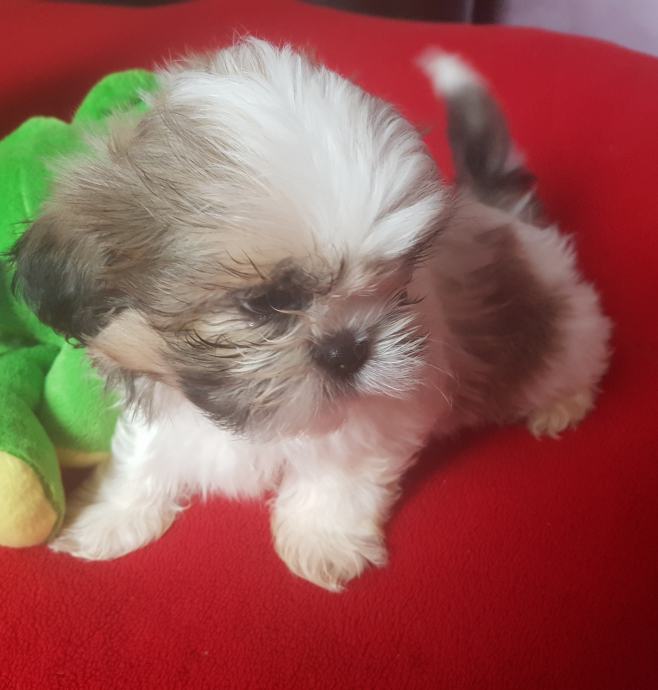 Shih tzu stenci - prodaja
