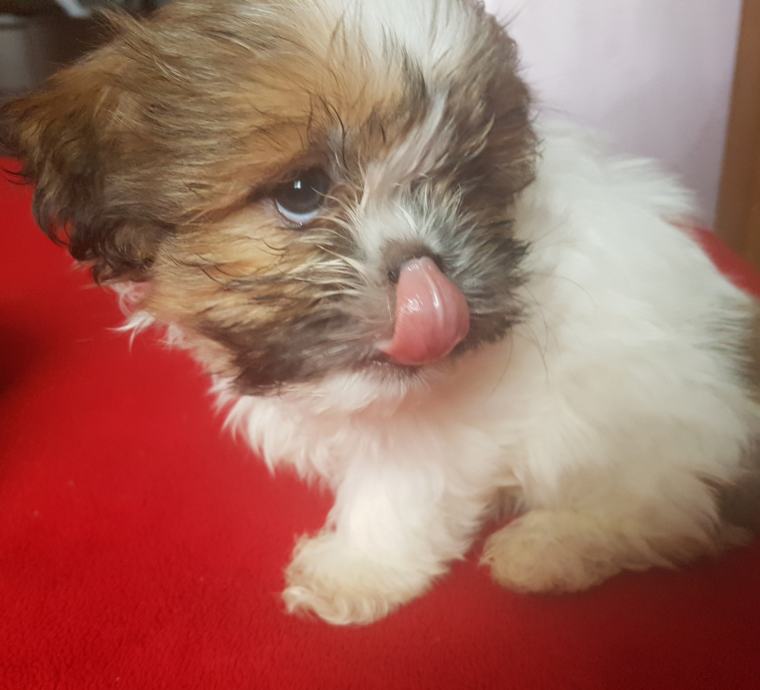 Shih tzu stenci - prodaja