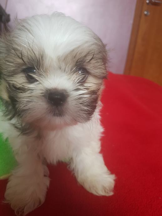 Shih tzu stenci - prodaja