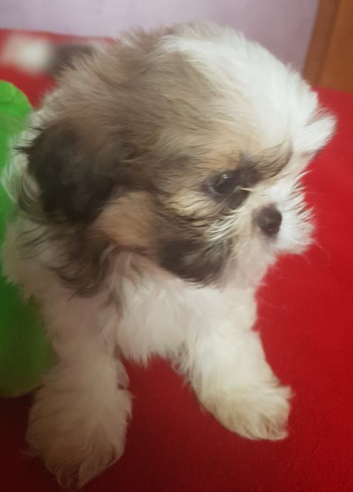 Shih tzu stenci - prodaja