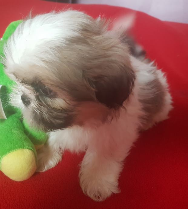 Shih tzu stenci - prodaja