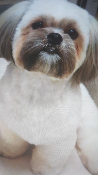 Shih tzu stenci - prodaja