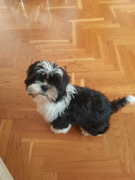 Shih-tzu štenci
