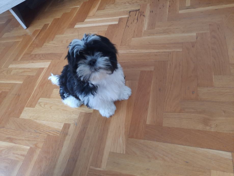 Shih-tzu štenci
