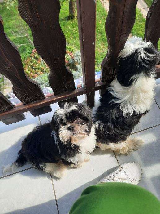 Shih-tzu štenci