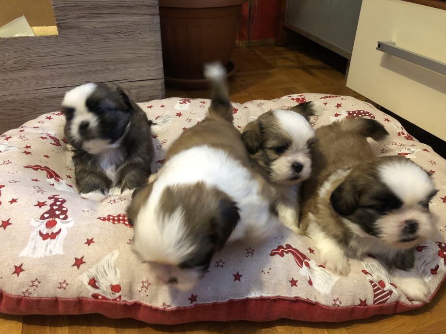 Shih Tzu štenci