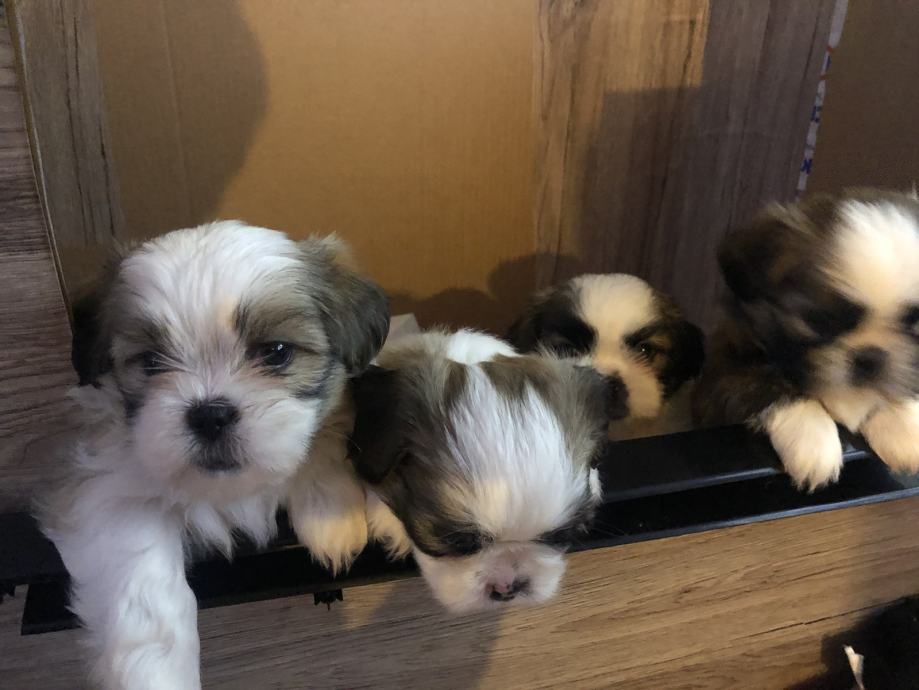 Shih Tzu štenci