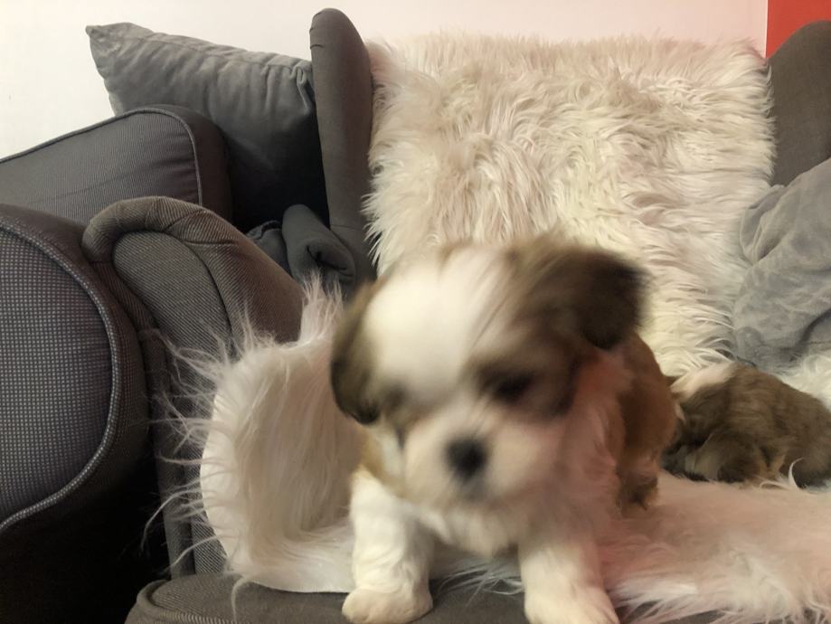 Shih Tzu štenci