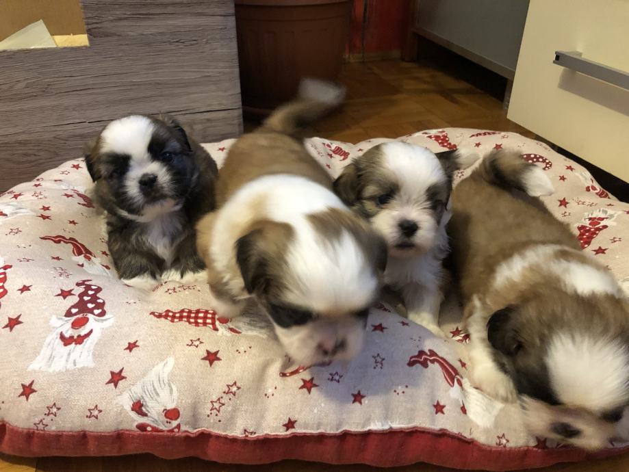 Shih Tzu štenci