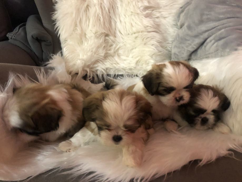 Shih Tzu štenci