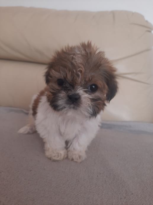 Shih-tzu štenci