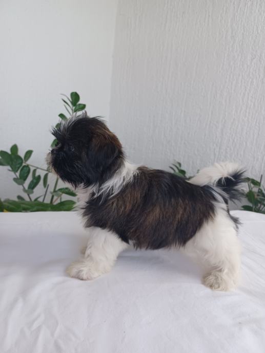 Shih-tzu štenci