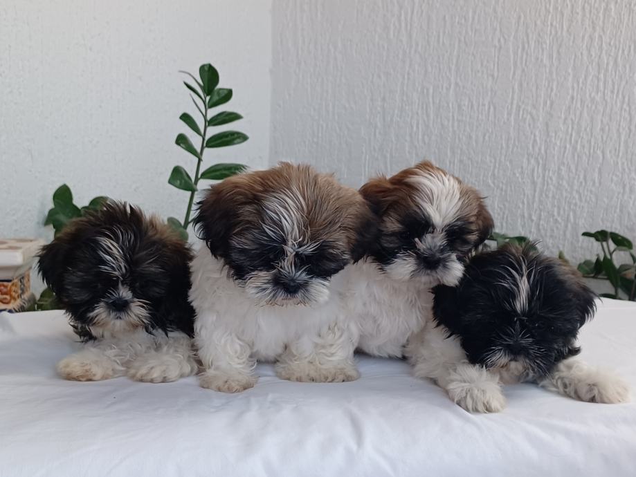 Shih-tzu štenci
