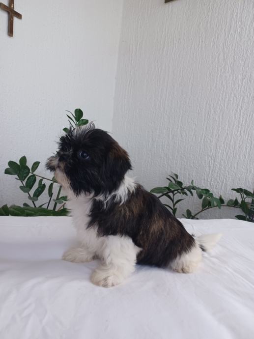 Shih-tzu štenci