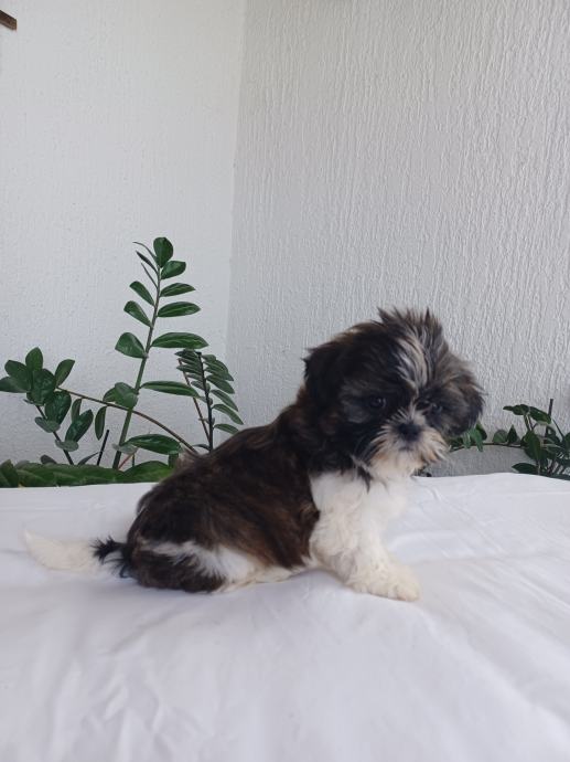 Shih-tzu štenci