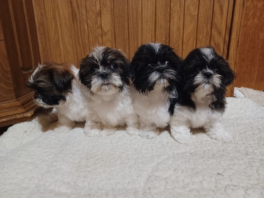 Shih-tzu štenci