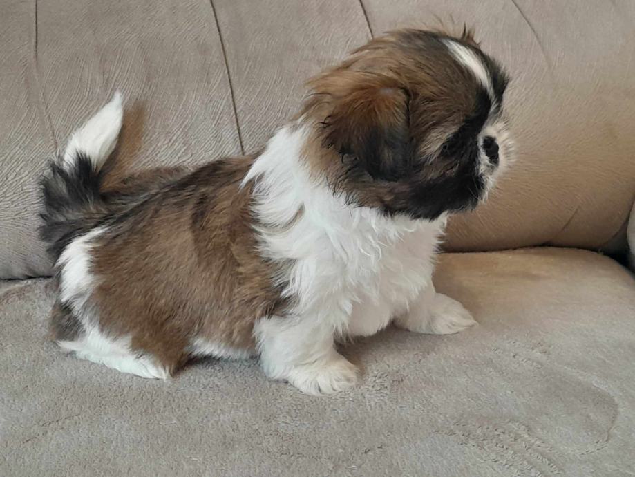 Shih Tzu stenci