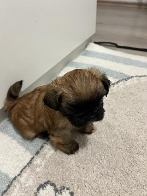 Shineze ( Shih tzu/Pekinezer )