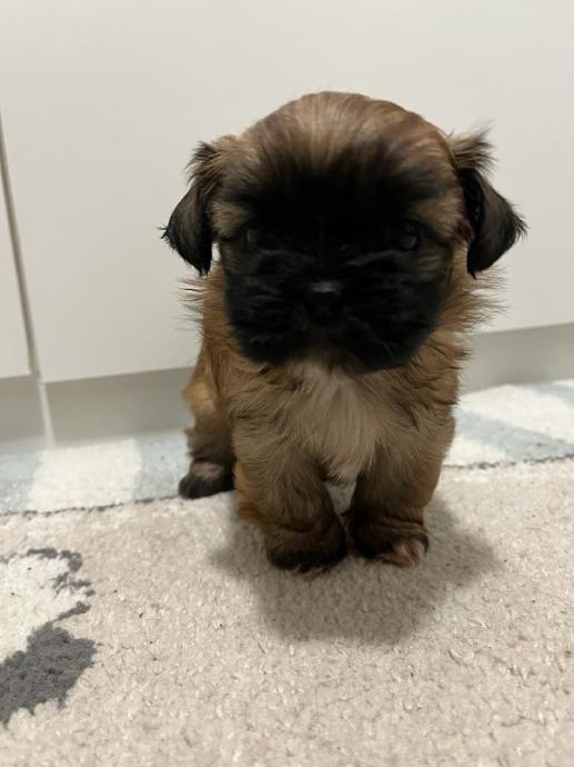 Shineze ( Shih tzu/Pekinezer )