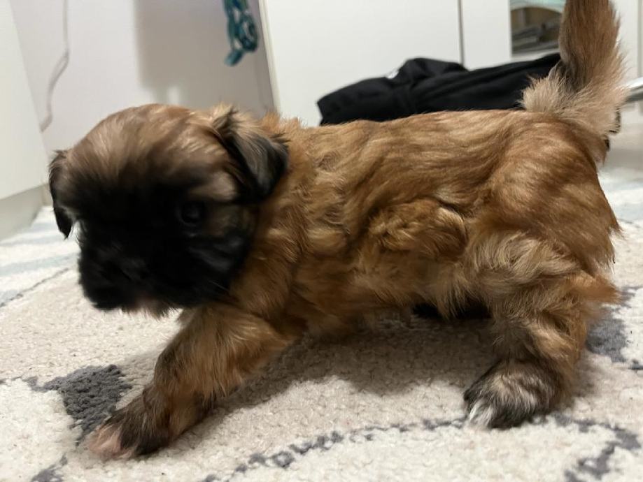 Shineze ( Shih tzu/Pekinezer )