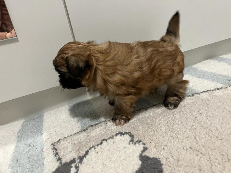 Shineze ( Shih tzu/Pekinezer )