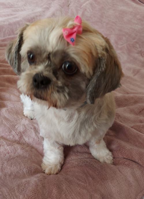 Shineze ( Shih tzu/Pekinezer )