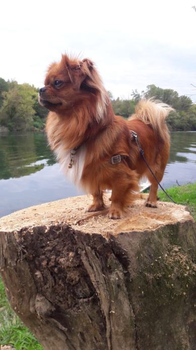 Shineze ( Shih tzu/Pekinezer )