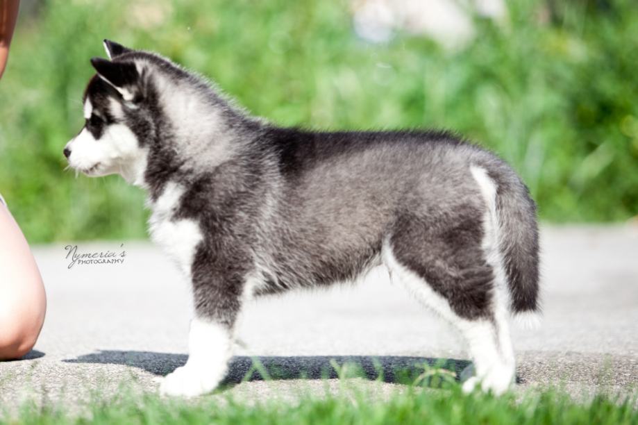 SIBIRSKI HASKI , muško čistokrvno štene