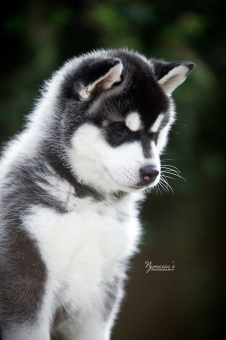 SIBIRSKI HASKI , muško čistokrvno štene