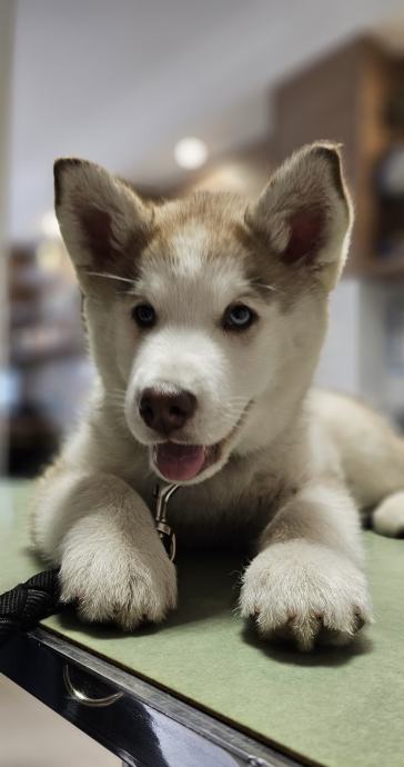 Sibirski haski na prodaju