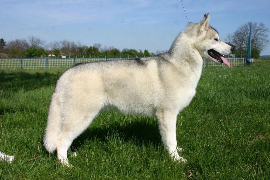 Sibirski haski štenci sa rodovnicama