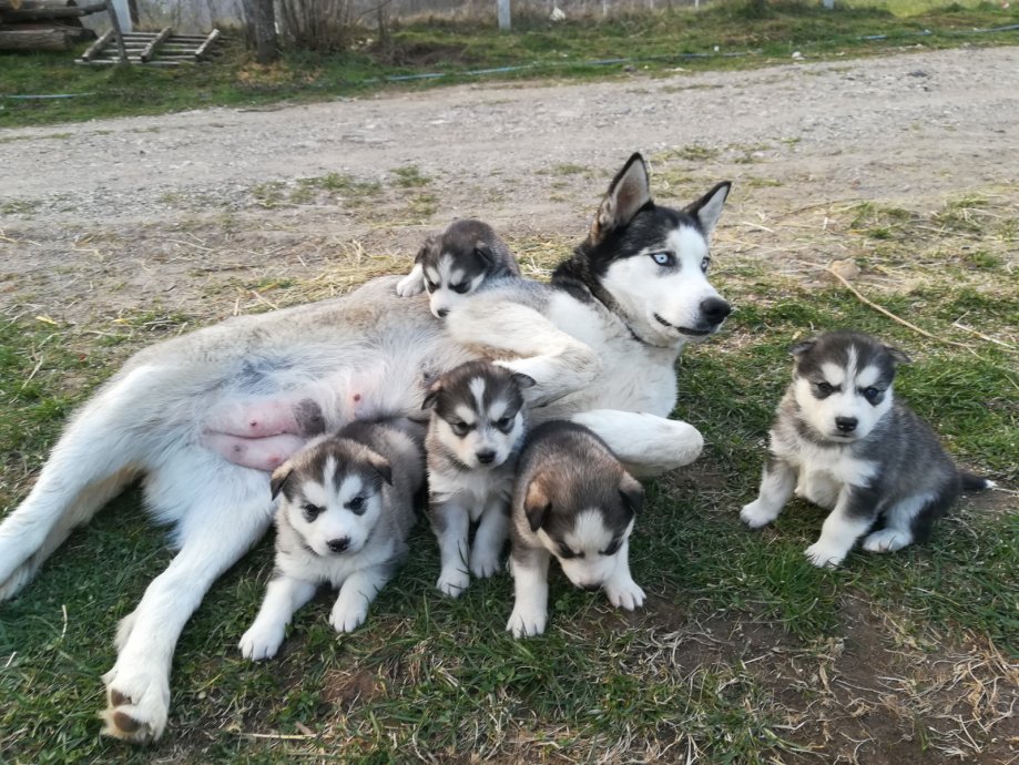 Sibirski Haski štenci