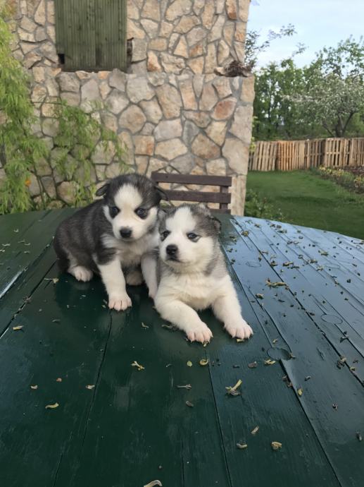 Sibirski haski stenci