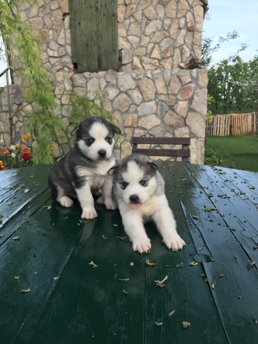 Sibirski haski stenci