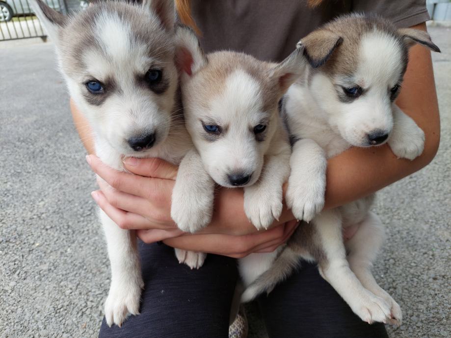 Sibirski haski štenci