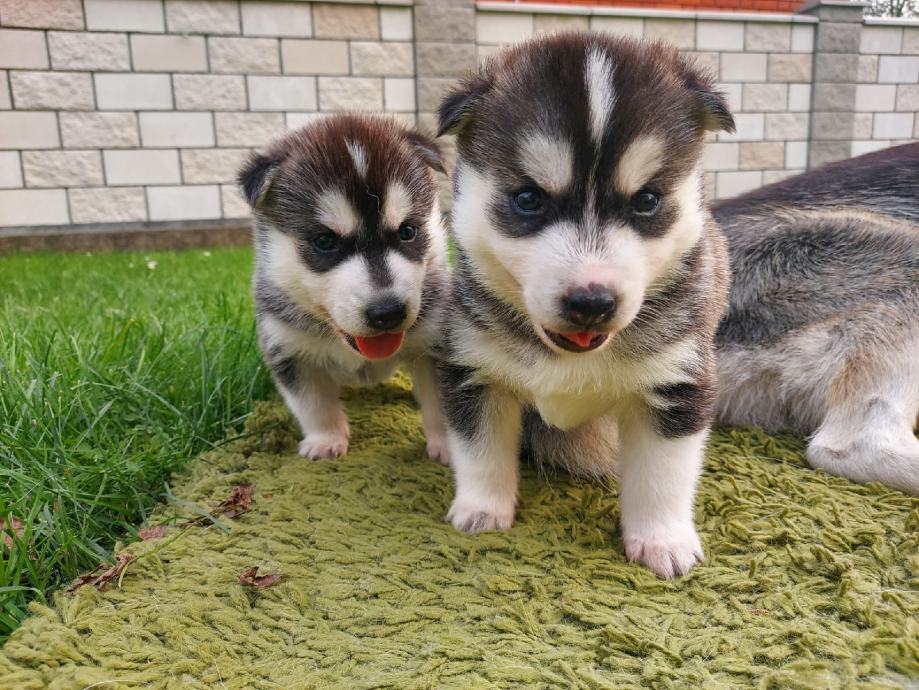 Sibirski Haski Štenci