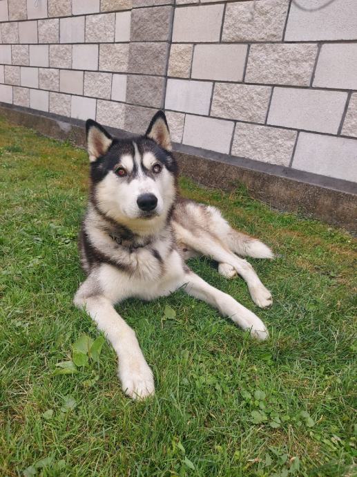 Sibirski Haski Štenci