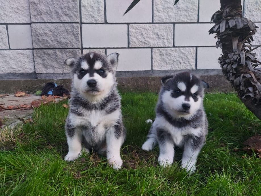Sibirski Haski Štenci