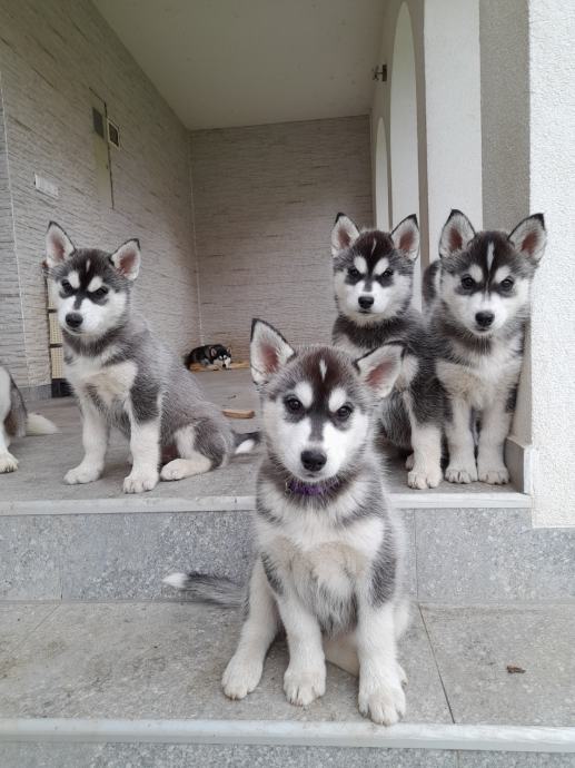 Sibirski Haski Štenci