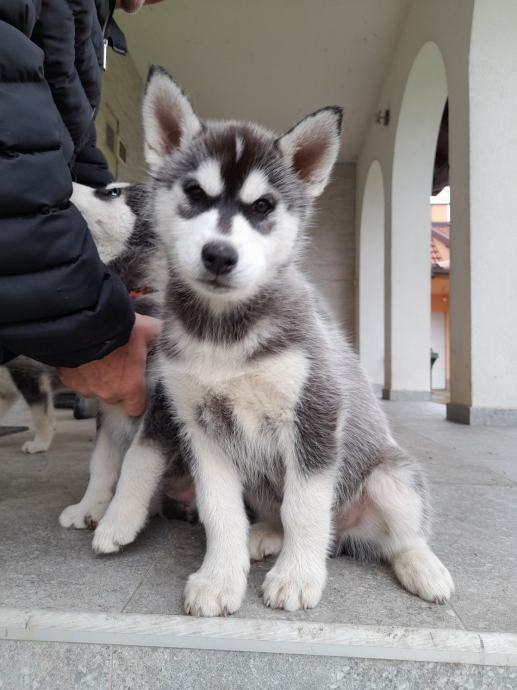 Sibirski Haski Štenci