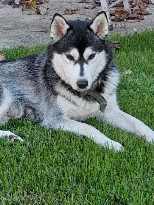 Sibirski Haski Štenci