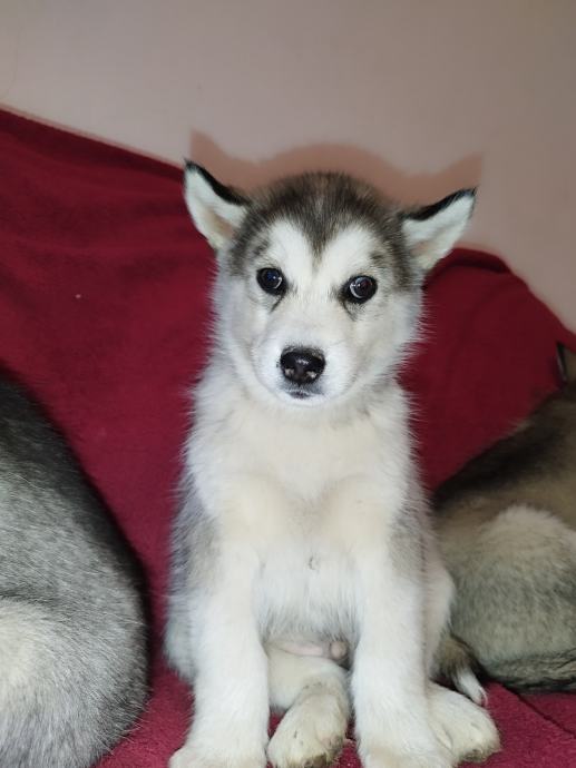 Sibirski haski štenci